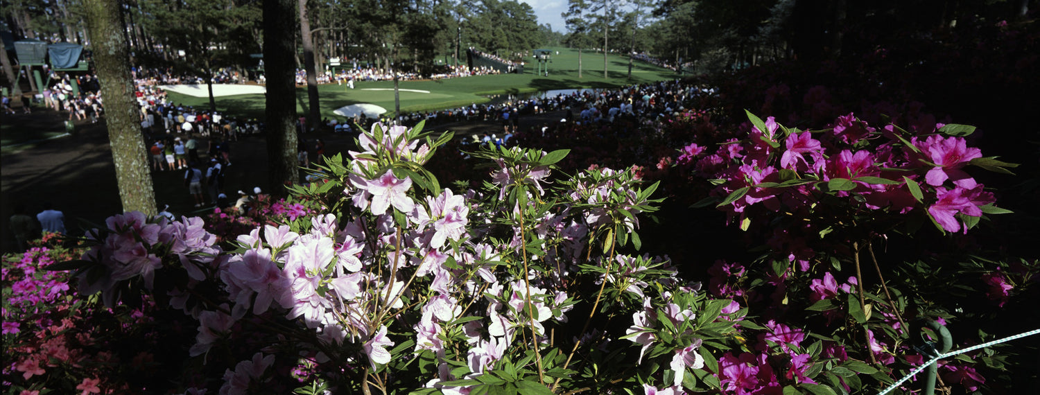The Masters - Azaleas at the Augusta National Golf Club | Neil Leifer ...